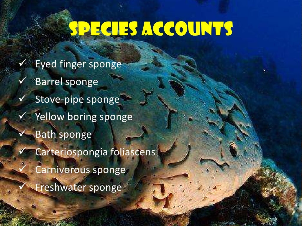 Demospongiae (Demosponges)