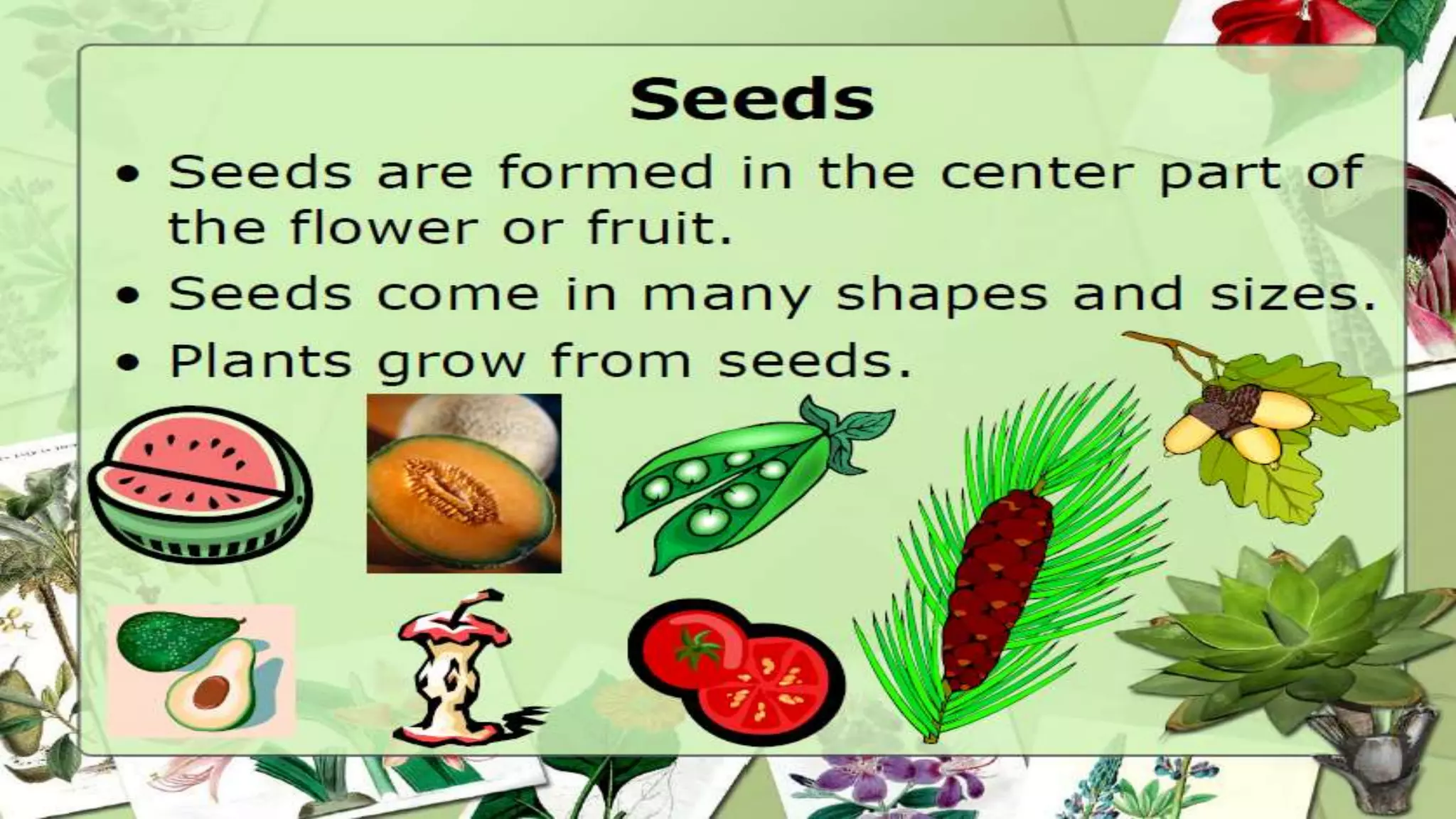Parts of a Plants | PPT