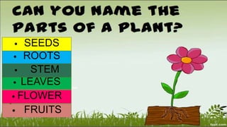 Parts of a Plants | PPTX