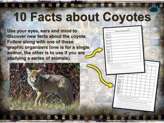demoTenFactsaboutCoyotessample.ppt