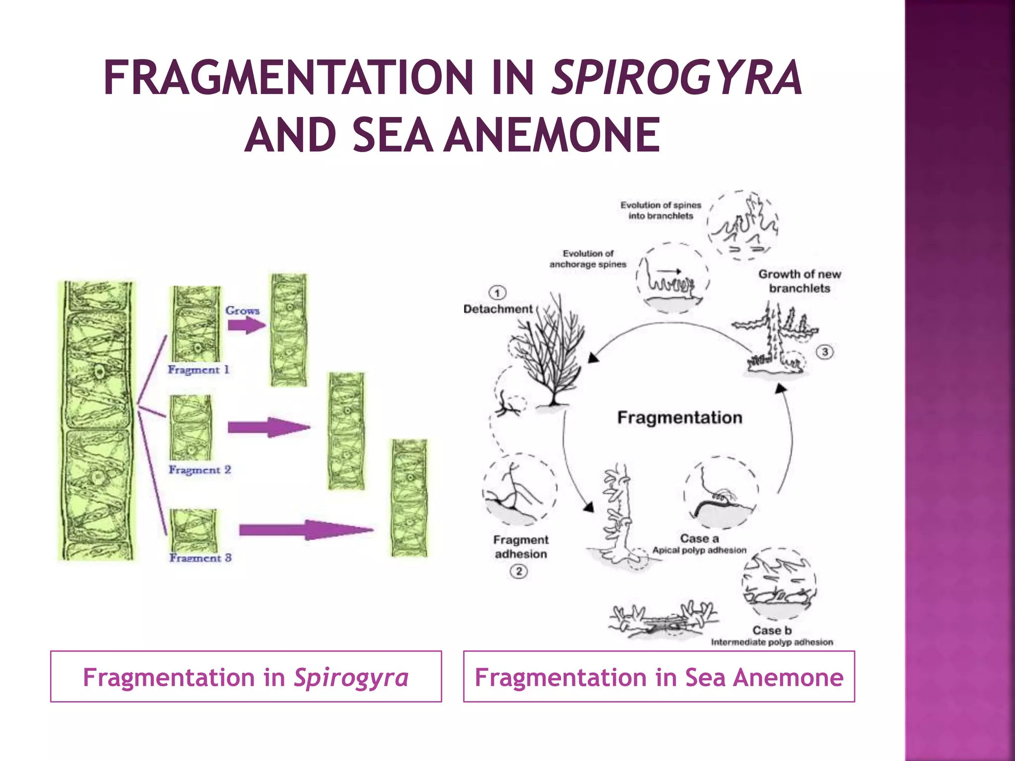 Asexual Reproduction | PPTX