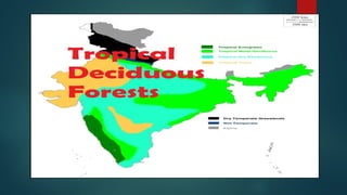 demo demo DEMO TROPICAL DECIDUOUS FOREST.pptx