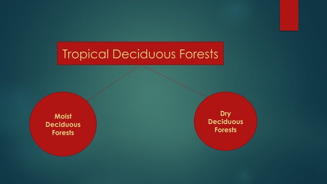 demo demo DEMO TROPICAL DECIDUOUS FOREST.pptx
