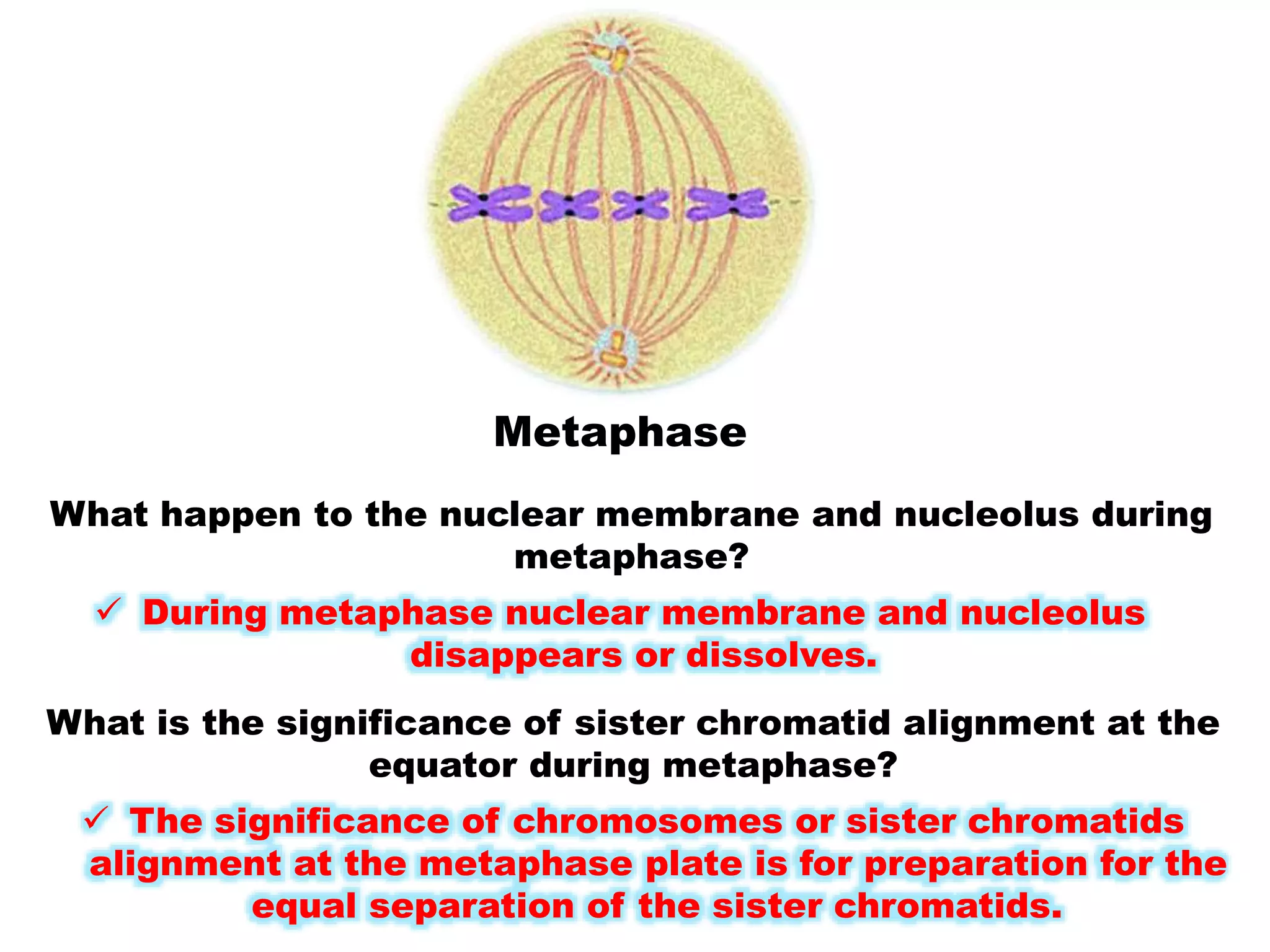 mitosis | PPTX