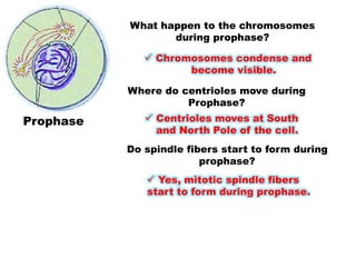mitosis | PPTX | Biological Sciences | Science