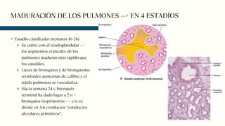 Embriología del sistema respiratorio (Neumología) | PPTX