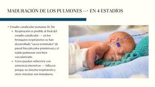 Embriología del sistema respiratorio (Neumología) | PPTX