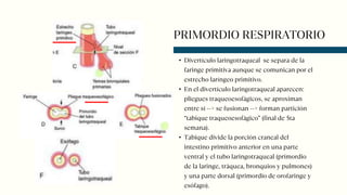 Embriología del sistema respiratorio (Neumología) | PPTX