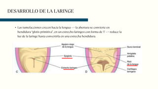 Embriología del sistema respiratorio (Neumología) | PPTX
