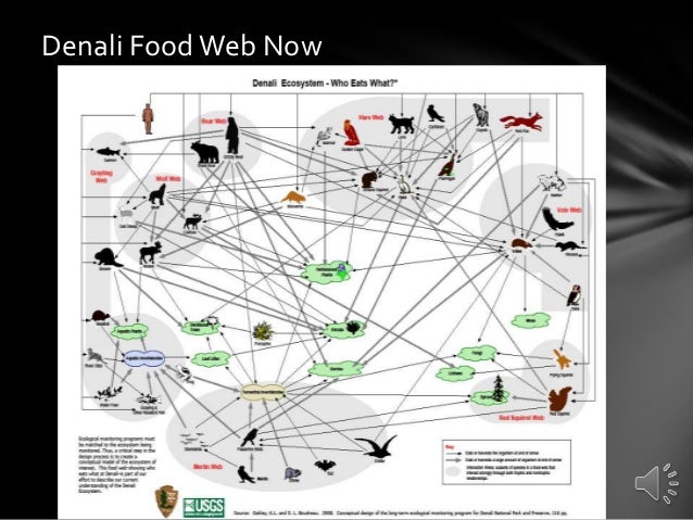 Denali national park
