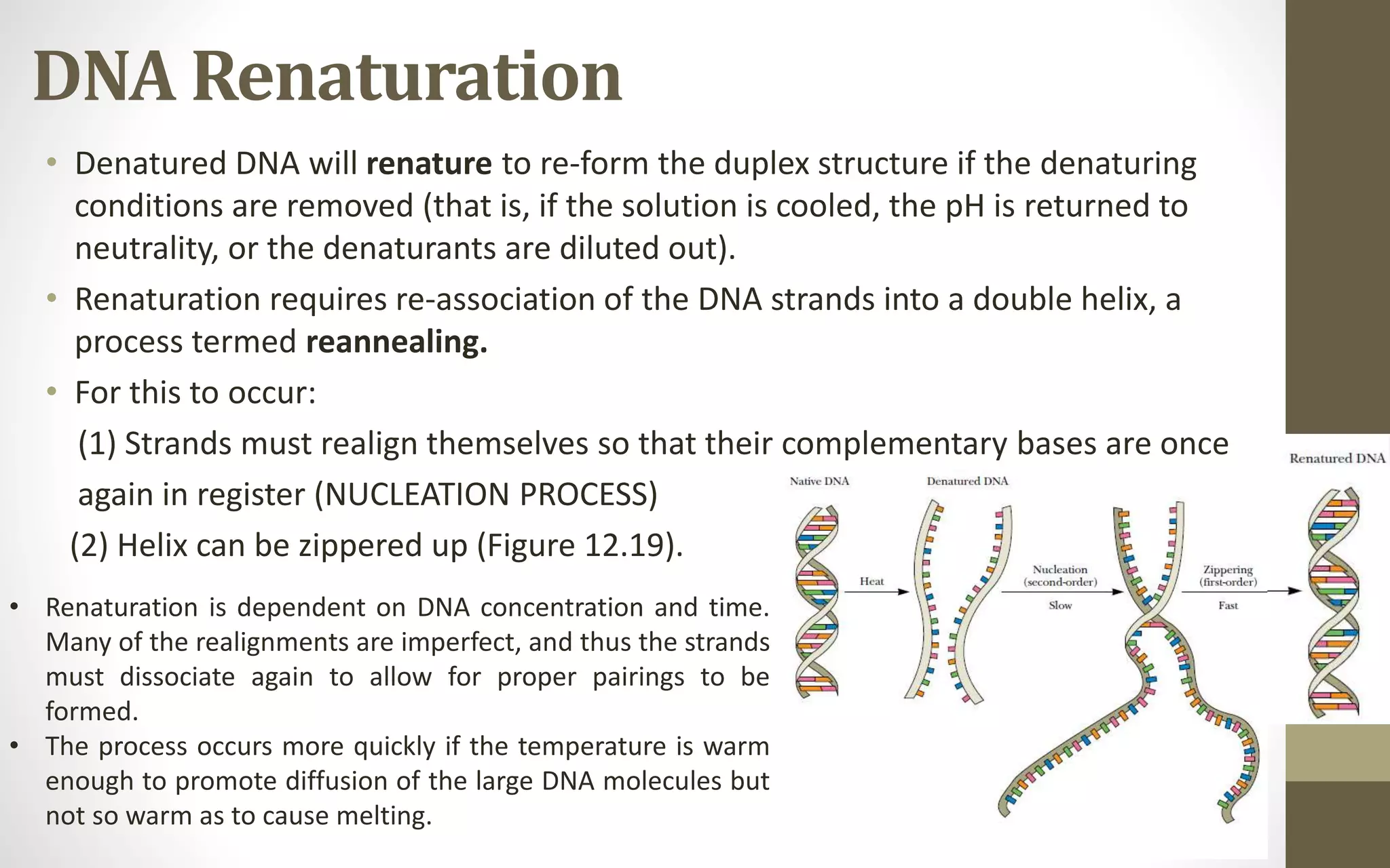 DNA Denaturation and Renaturation, Cot curves | PPTX