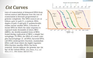 DNA Denaturation and Renaturation, Cot curves | PPTX