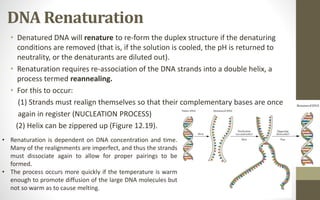 DNA Denaturation and Renaturation, Cot curves | PPTX