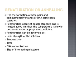 Denaturation of DNA | PDF