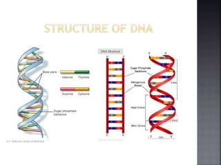 Denaturation of DNA | PDF