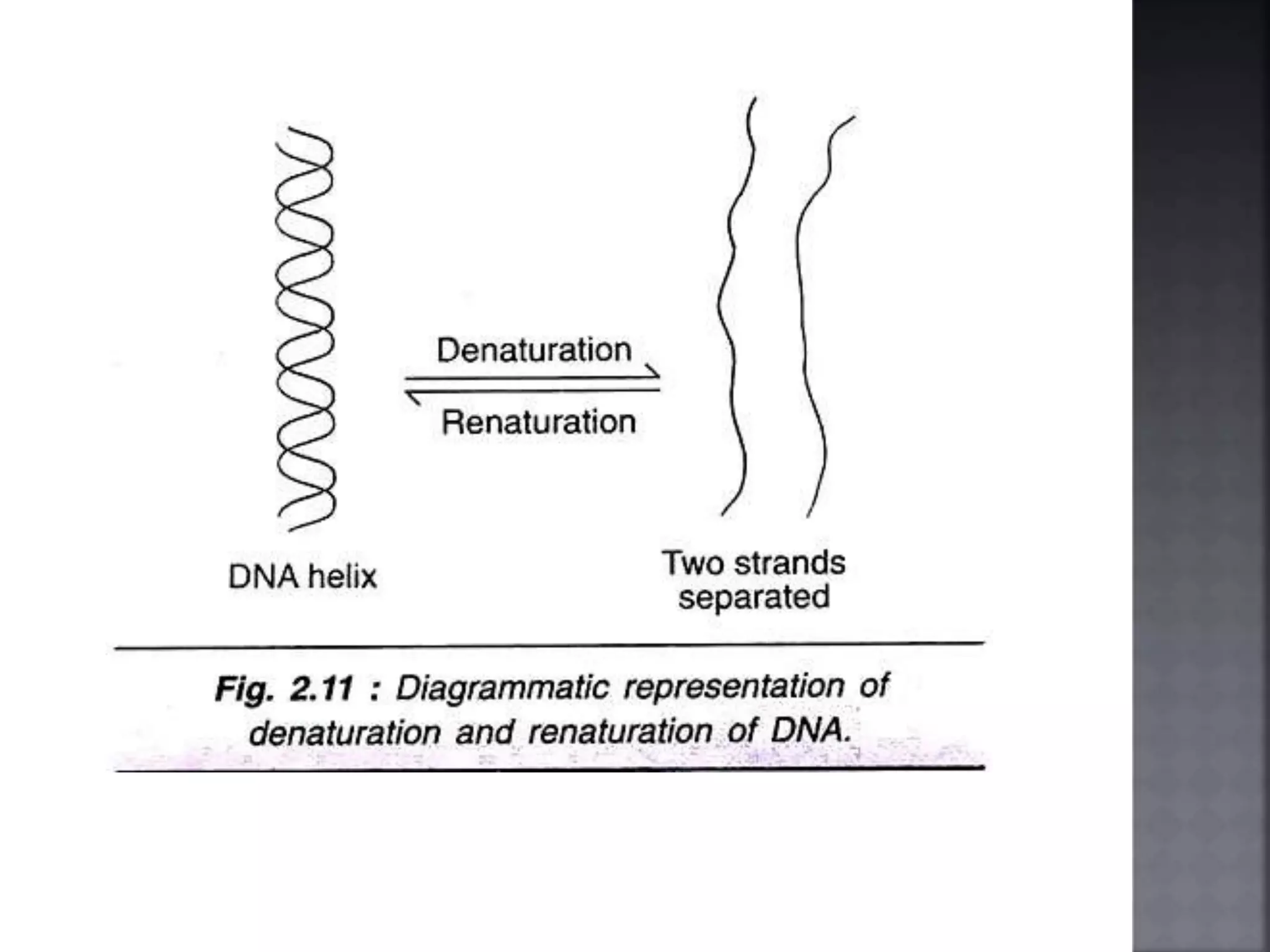Denaturation and renaturation of dna | PPTX