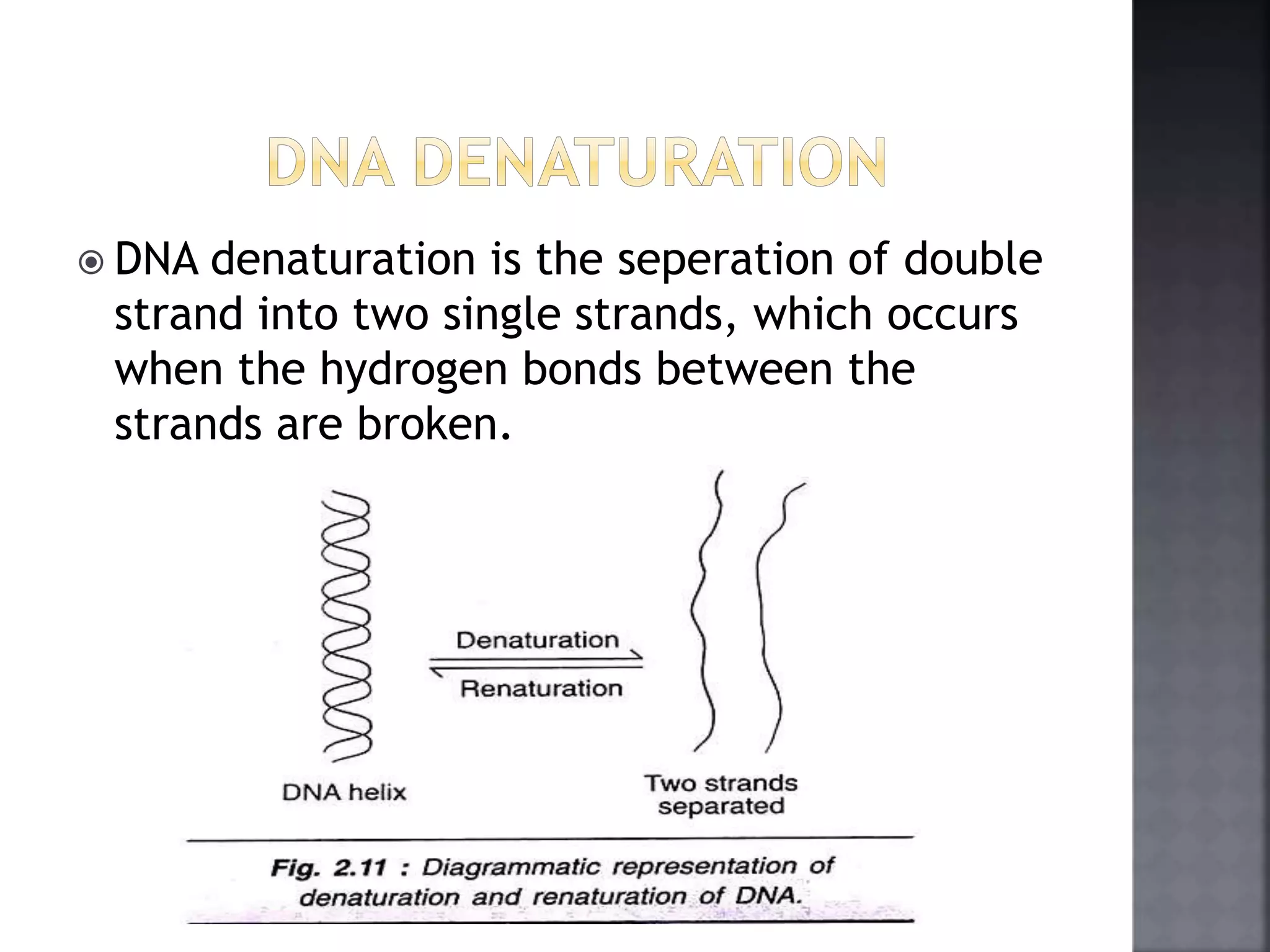 Denaturation and renaturation of dna