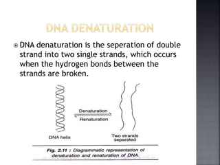Denaturation and renaturation of dna | PPTX