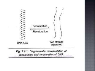 denaturation and renaturation of dna.pptx