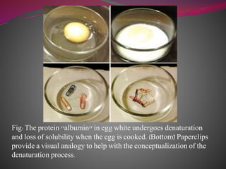 Denaturation of protein | PPTX