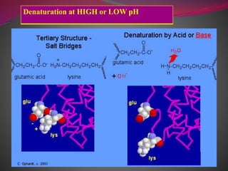 Denaturation of protein | PPTX