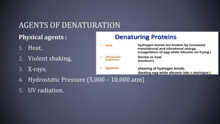 Denaturation of protein | PPTX