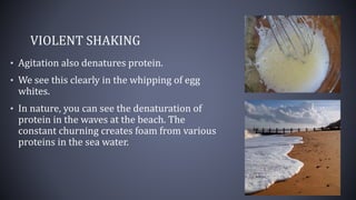 Denaturation of protein | PPTX