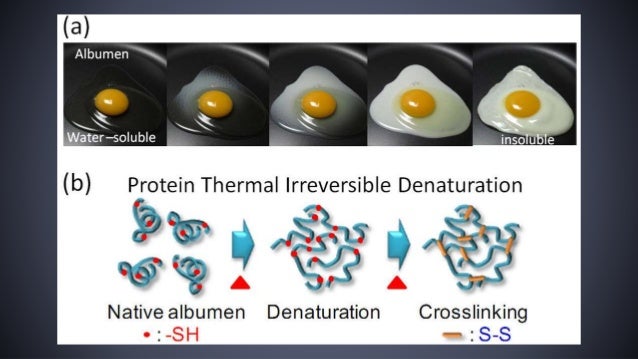 Denaturation of protein