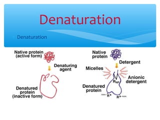 Denaturation of proteins | PPT