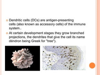 Dendritic Cell in Oncology | PPTX
