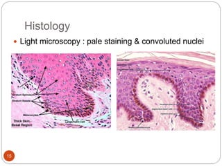 Dendritic Cells Histology