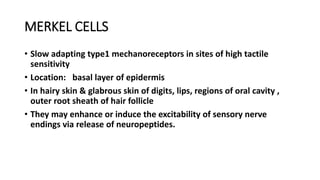 Dendritic cells functions and types | PPTX