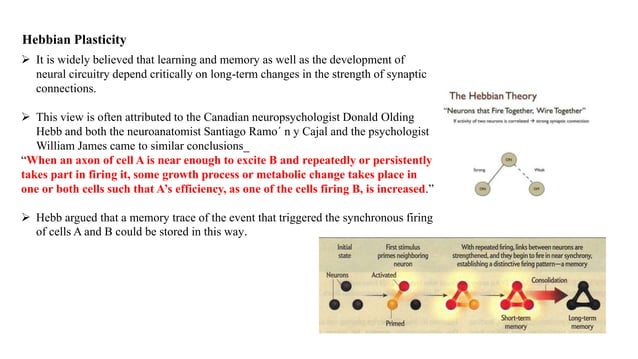 Dendritic excitability and synaptic plasticity | PPTX