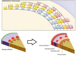 Dendroid nature of trees formation of wood - role of cambium ...