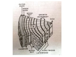 Dendroid nature of trees formation of wood - role of cambium ...
