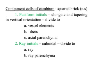 Dendroid nature of trees formation of wood - role of cambium ...