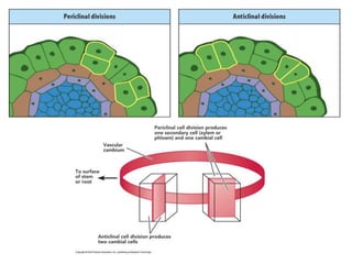 Dendroid nature of trees formation of wood - role of cambium ...