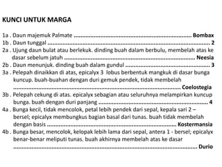 Dendrologi | PPTX