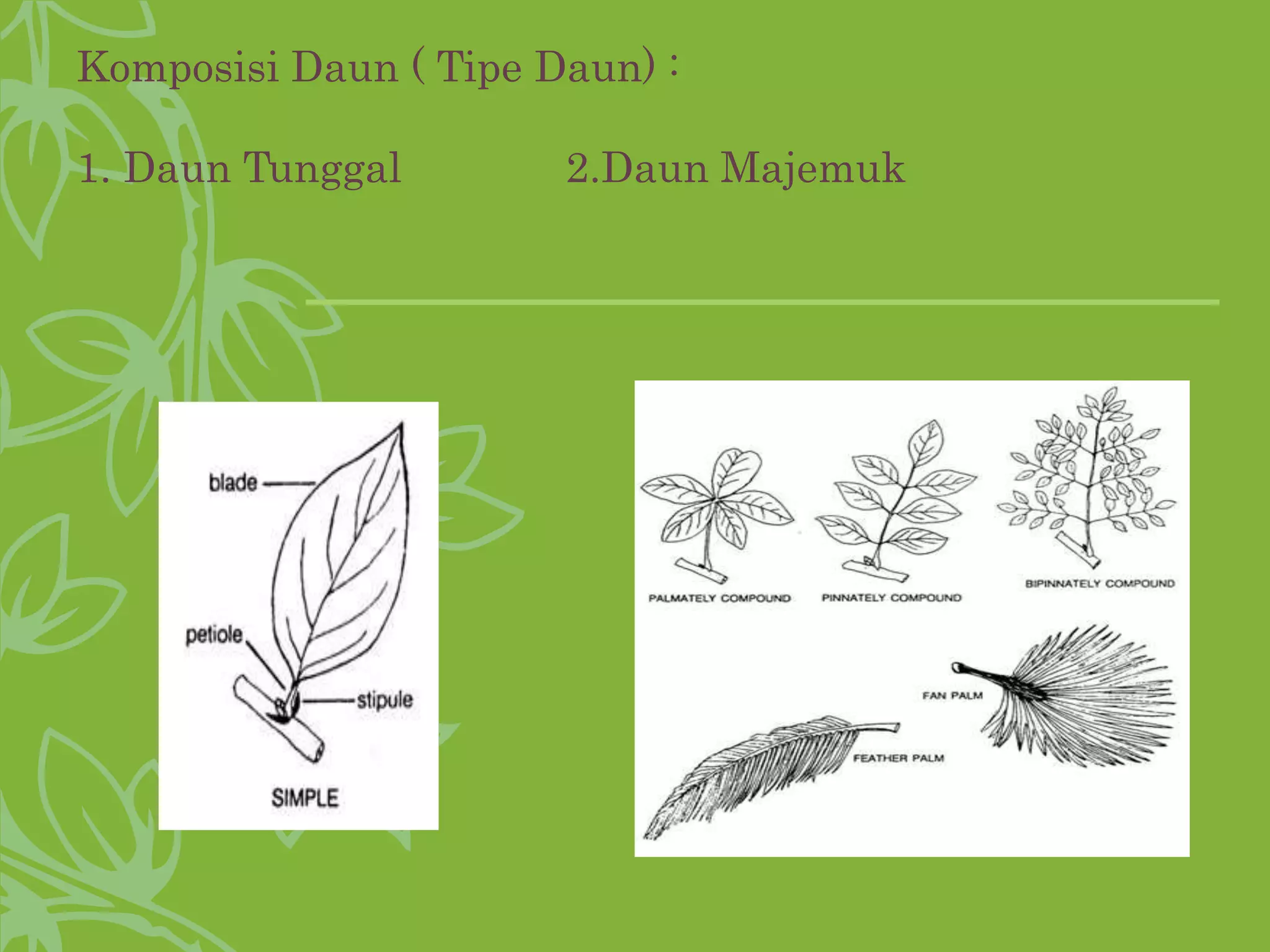 Dendrologi 2.ppt