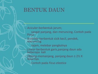 Dendrologi 2.ppt