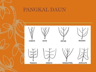 Dendrologi 2.ppt