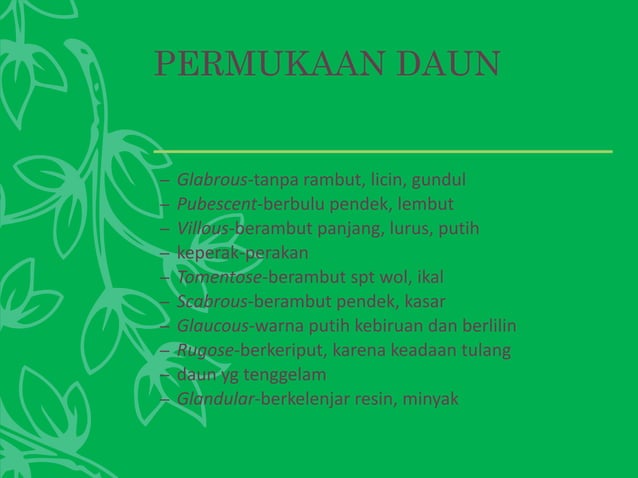 Dendrologi 2.ppt