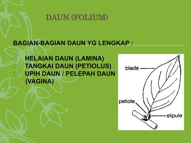 Dendrologi 2.ppt