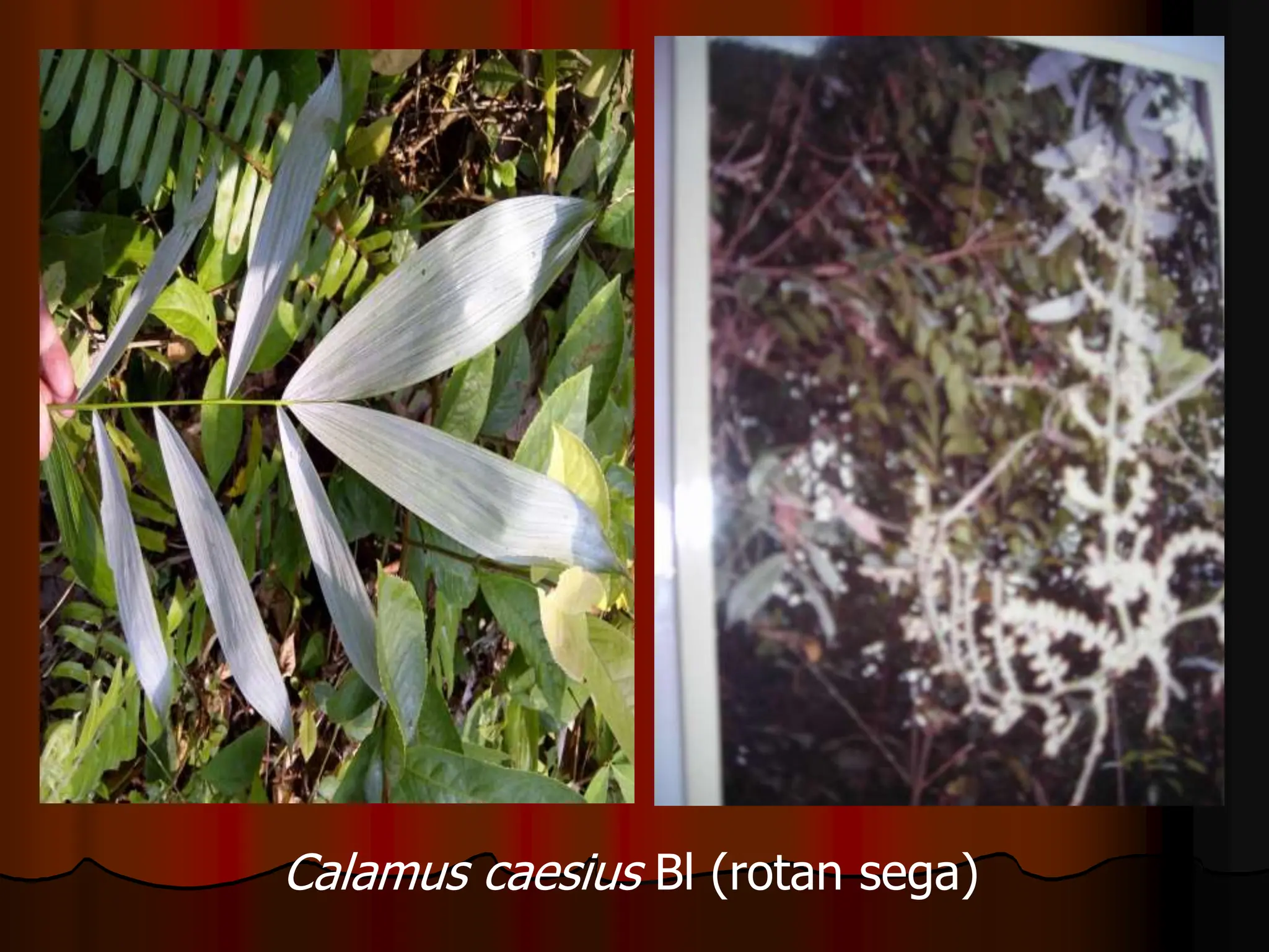 DENDROLOGI ARECACEAE, pengenalan jenis dari suku palem paleman | PPT