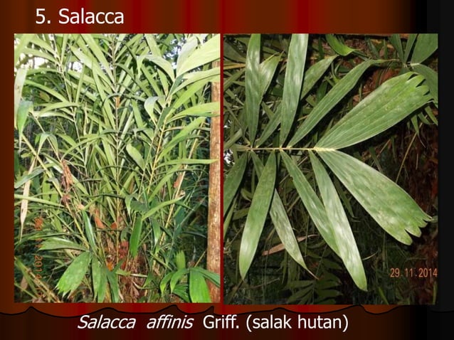 DENDROLOGI ARECACEAE, pengenalan jenis dari suku palem paleman | PPT