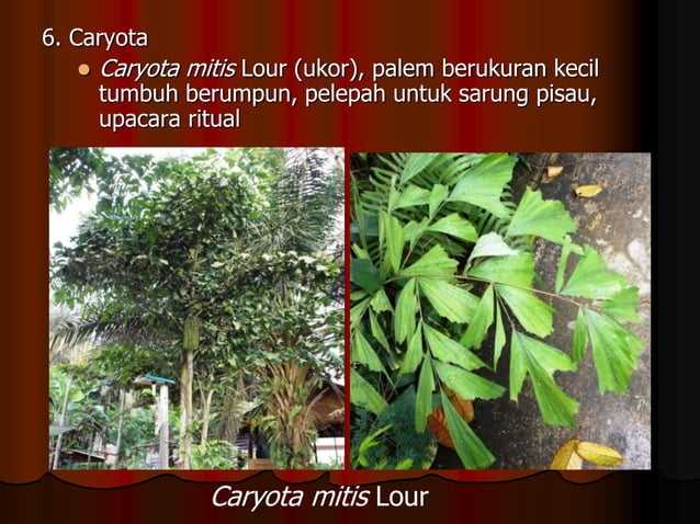 DENDROLOGI ARECACEAE, pengenalan jenis dari suku palem paleman | PPT