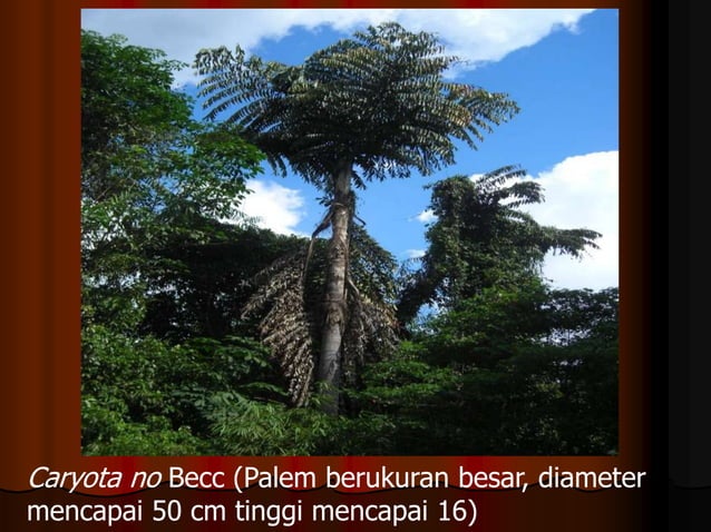 DENDROLOGI ARECACEAE, pengenalan jenis dari suku palem paleman | PPT