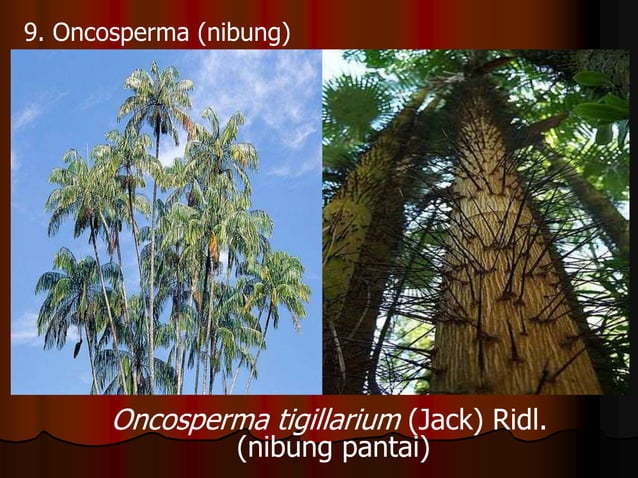 DENDROLOGI ARECACEAE, pengenalan jenis dari suku palem paleman | PPT