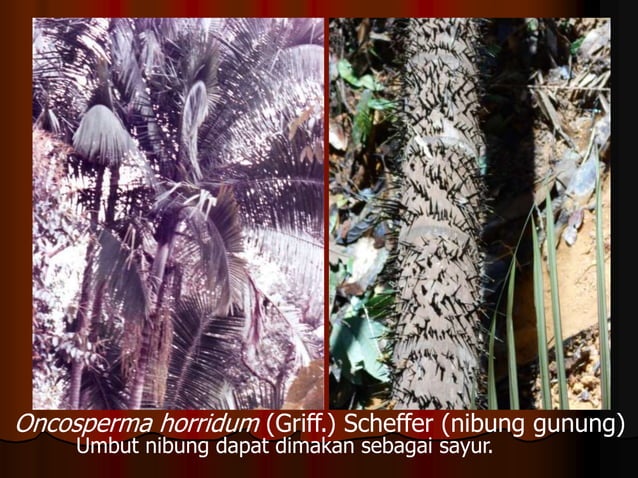 DENDROLOGI ARECACEAE, pengenalan jenis dari suku palem paleman | PPT