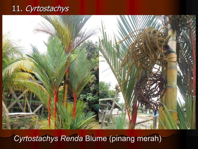DENDROLOGI ARECACEAE, pengenalan jenis dari suku palem paleman | PPT